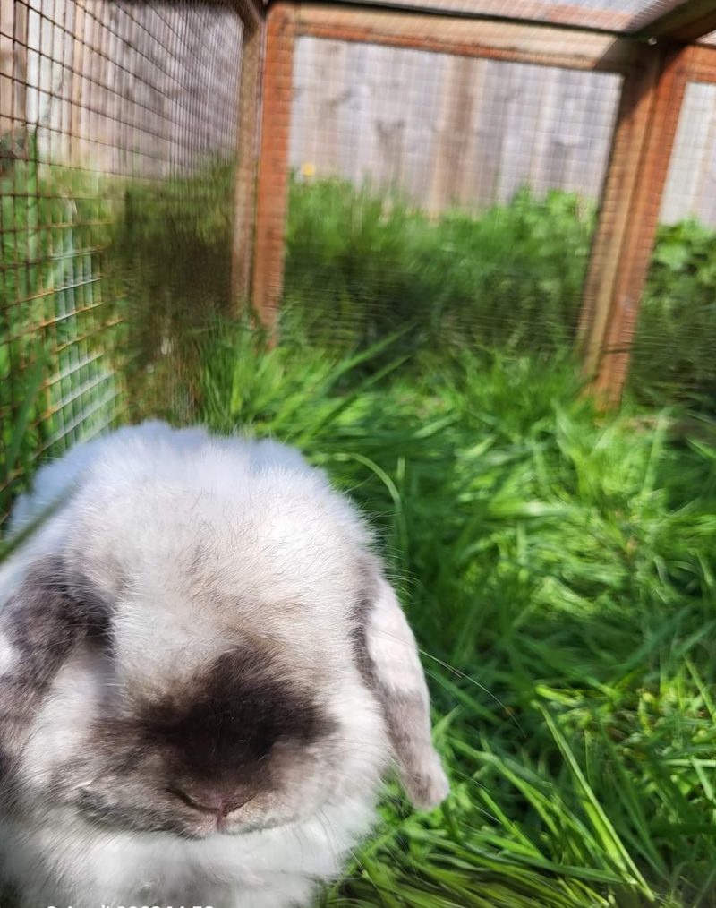 Lumi – Animal Rescue and Care
