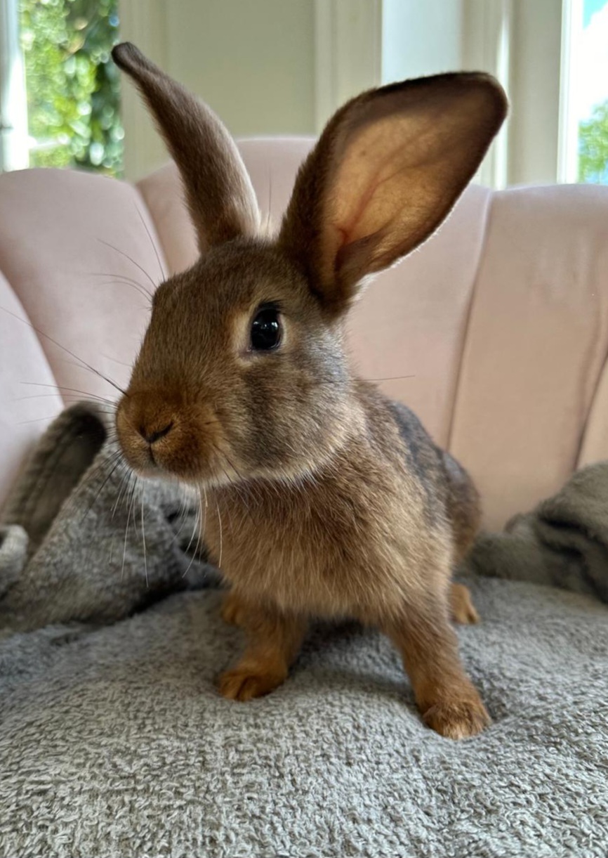 Adopt a Rabbit – Animal Rescue and Care