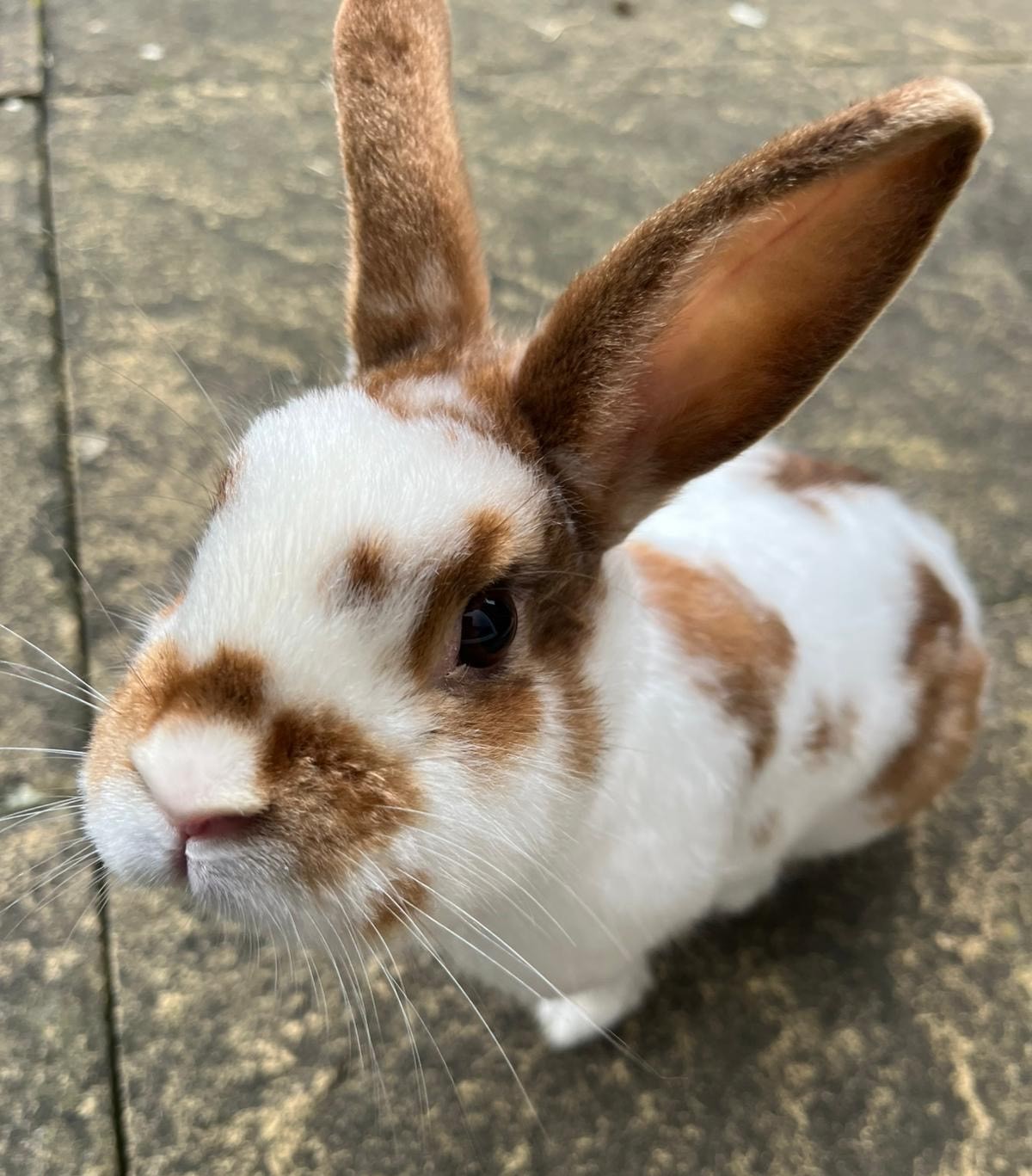Adopt a Rabbit – Animal Rescue and Care