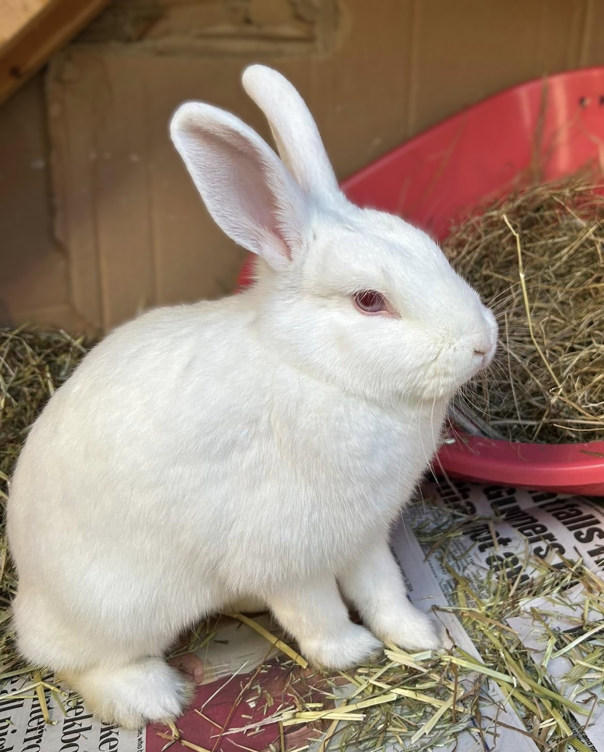 Adopt a Rabbit – Animal Rescue and Care
