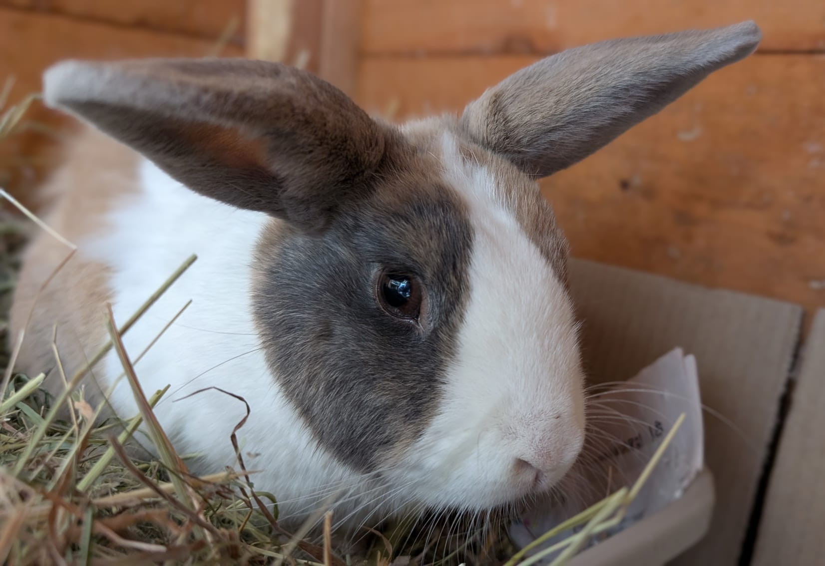 Adopt a Rabbit – Animal Rescue and Care